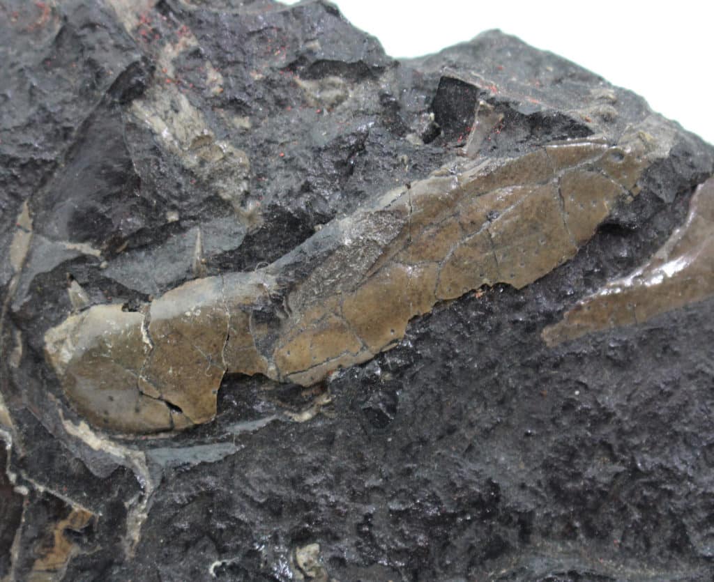 Megalichthys sp. (AGASSIZ) – Fossilien Philipp Krüger