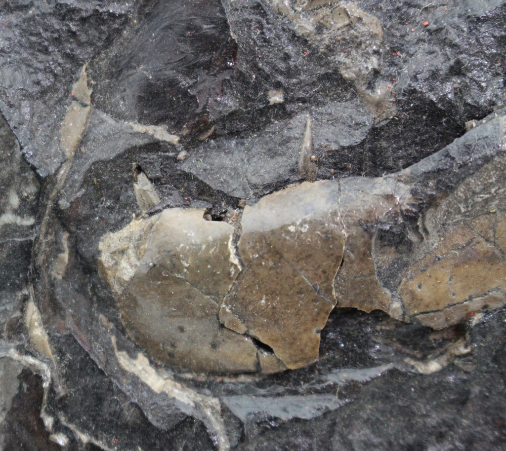 Megalichthys sp. (AGASSIZ) – Fossilien Philipp Krüger