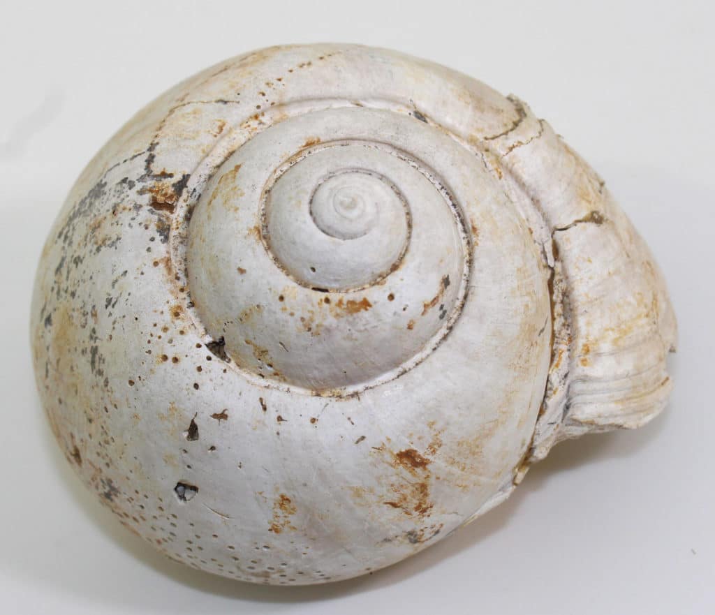 Amaurellina (Crommium) angustata (GRATELOUP) – Fossilien Philipp Krüger