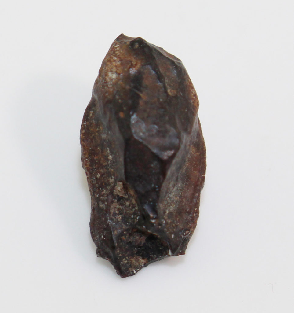 Gryposaurus sp. (LAMBE) – Fossilien Philipp Krüger