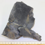 Fossilien – Fossilien Philipp Krüger