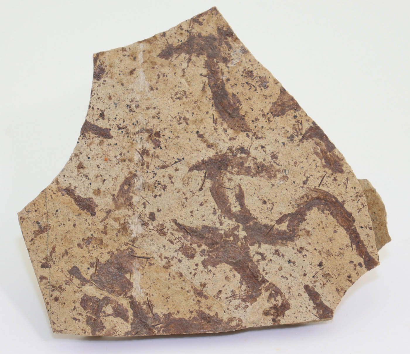 Acanthodes lopatini (ROHON) – Fossilien Philipp Krüger