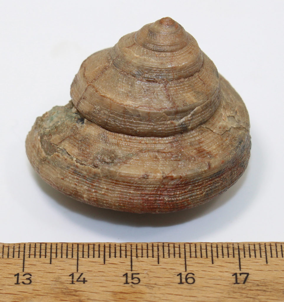 Bathrotomaria reticulata (SOWERBY) – Fossilien Philipp Krüger