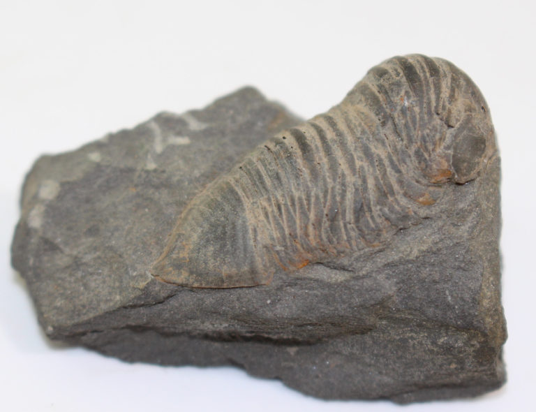 Dipleura dekayi (GREEN) – Fossilien Philipp Krüger