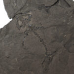 Produkte – Fossilien Philipp Krüger