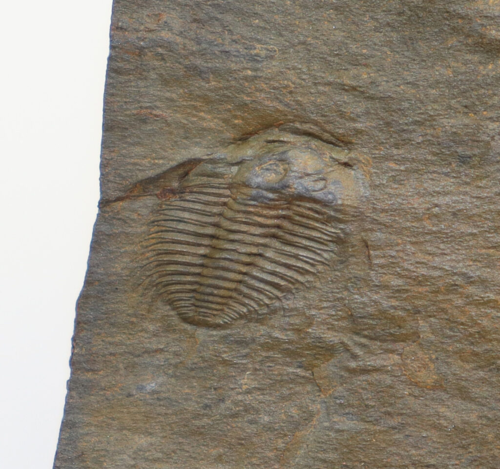 Olenus micrurus (SALTER) – Fossilien Philipp Krüger