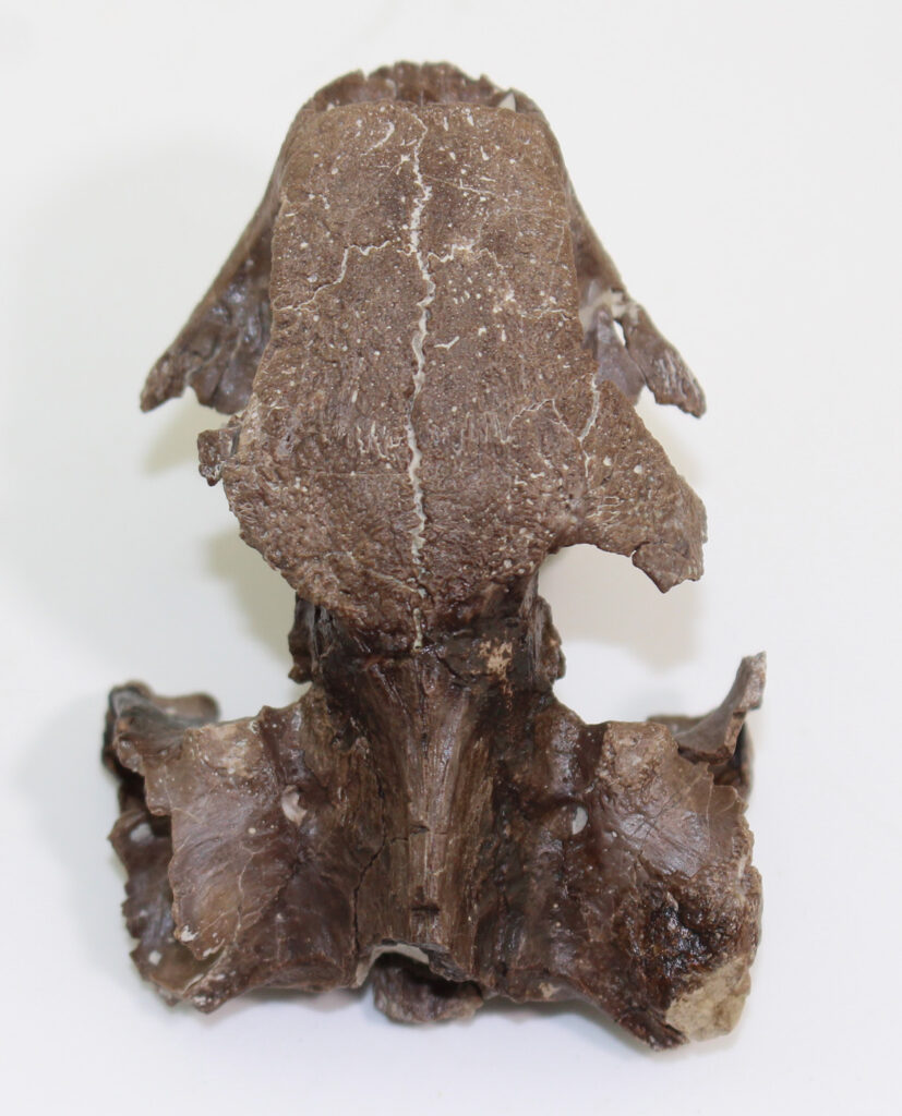 Testudo sp. (LINNAEUS) – Fossilien Philipp Krüger
