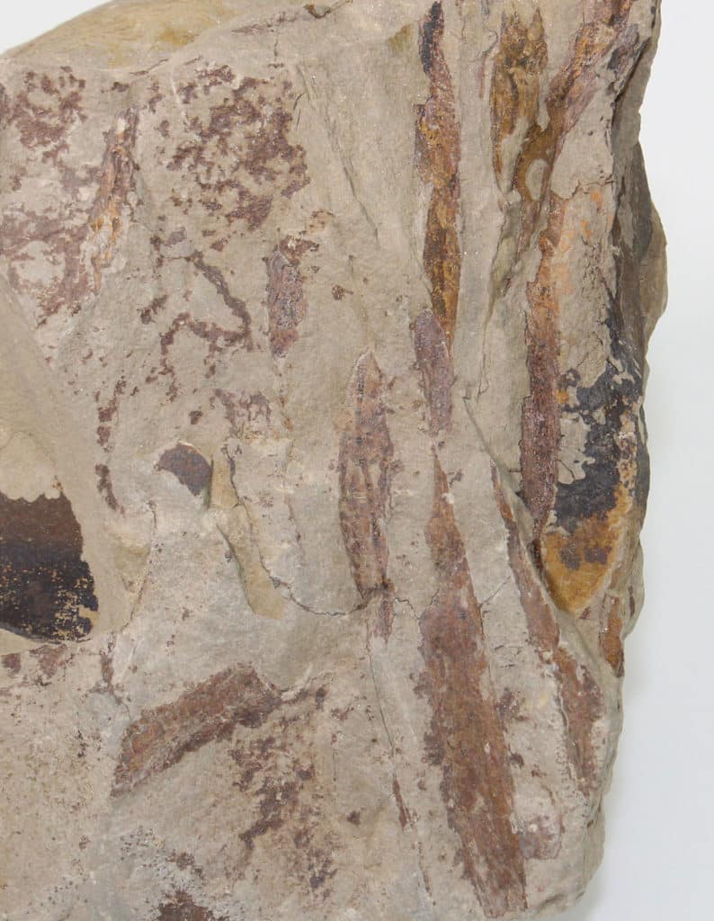 Zosterophyllum rhenanum (KRÄUSEL & WEYLAND) – Fossilien Philipp Krüger