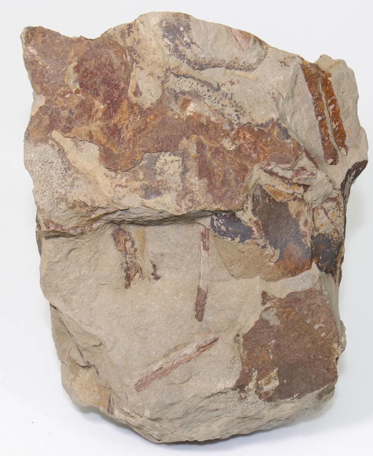 Zosterophyllum rhenanum (KRÄUSEL & WEYLAND) – Fossilien Philipp Krüger