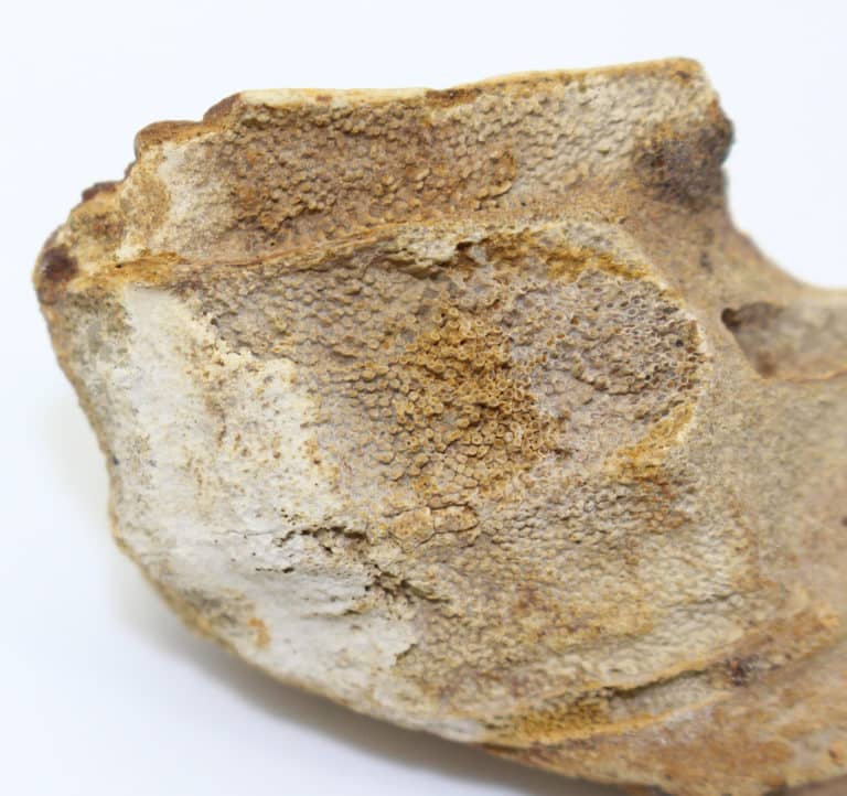 Ischyodus sp. (EGERTON) – Fossilien Philipp Krüger