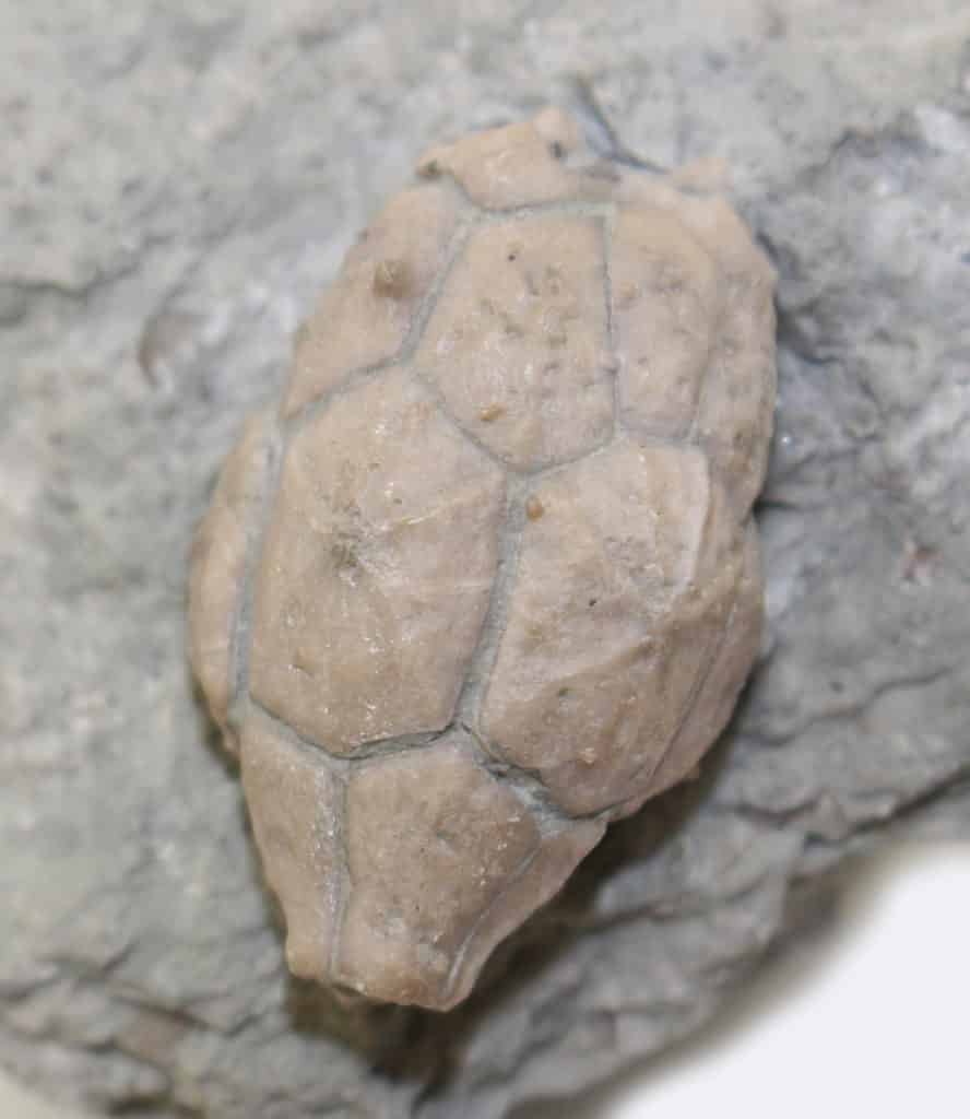 Caryocrinites persculptus (SPRINGER) - Fossilien Philipp Krüger - 30 ...