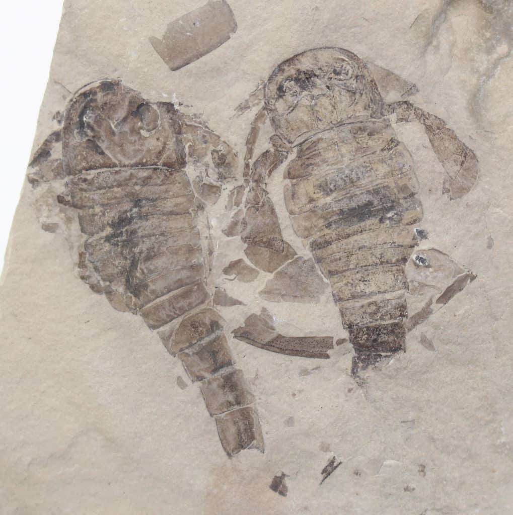 Silur – Fossilien Philipp Krüger