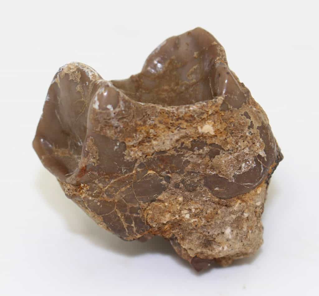 Lophiodon lautricense (NOULET) – Fossilien Philipp Krüger