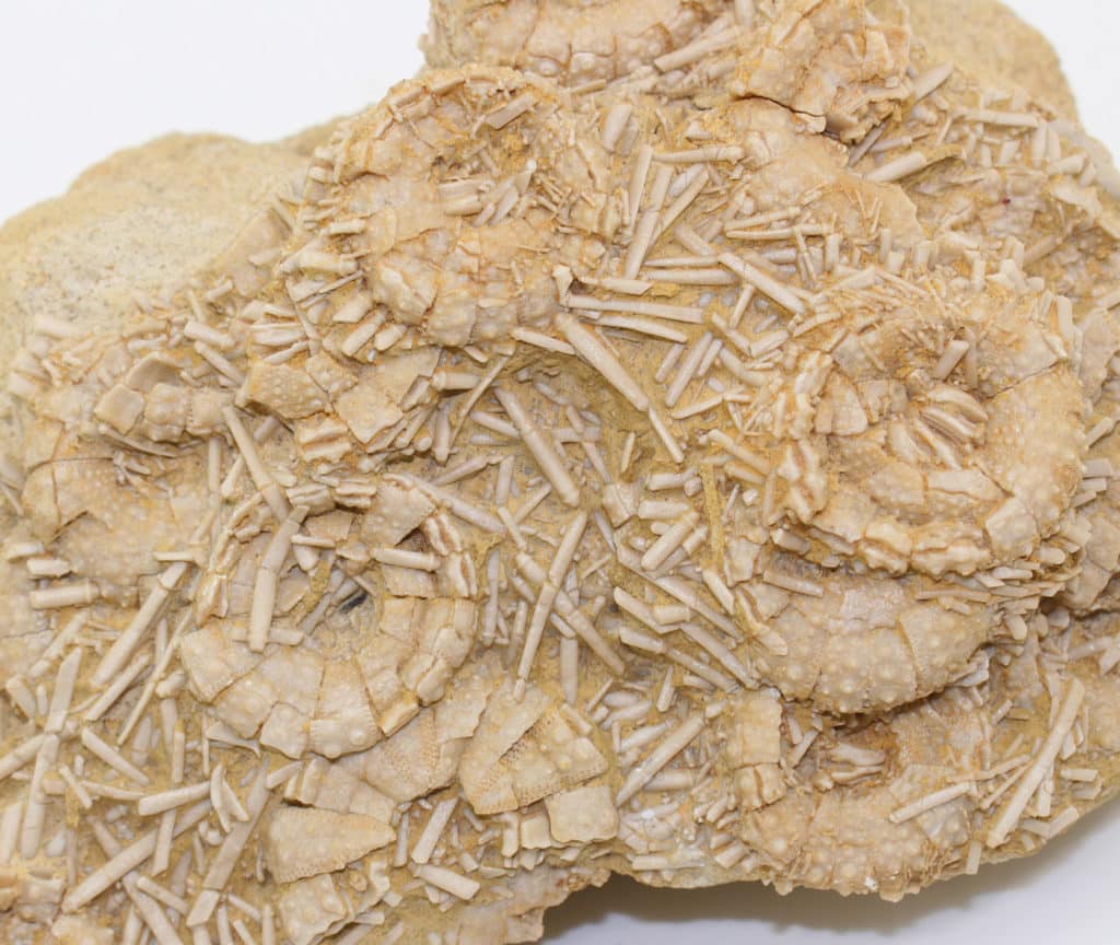 Phymosoma raguini (LAMBERT) – Fossilien Philipp Krüger