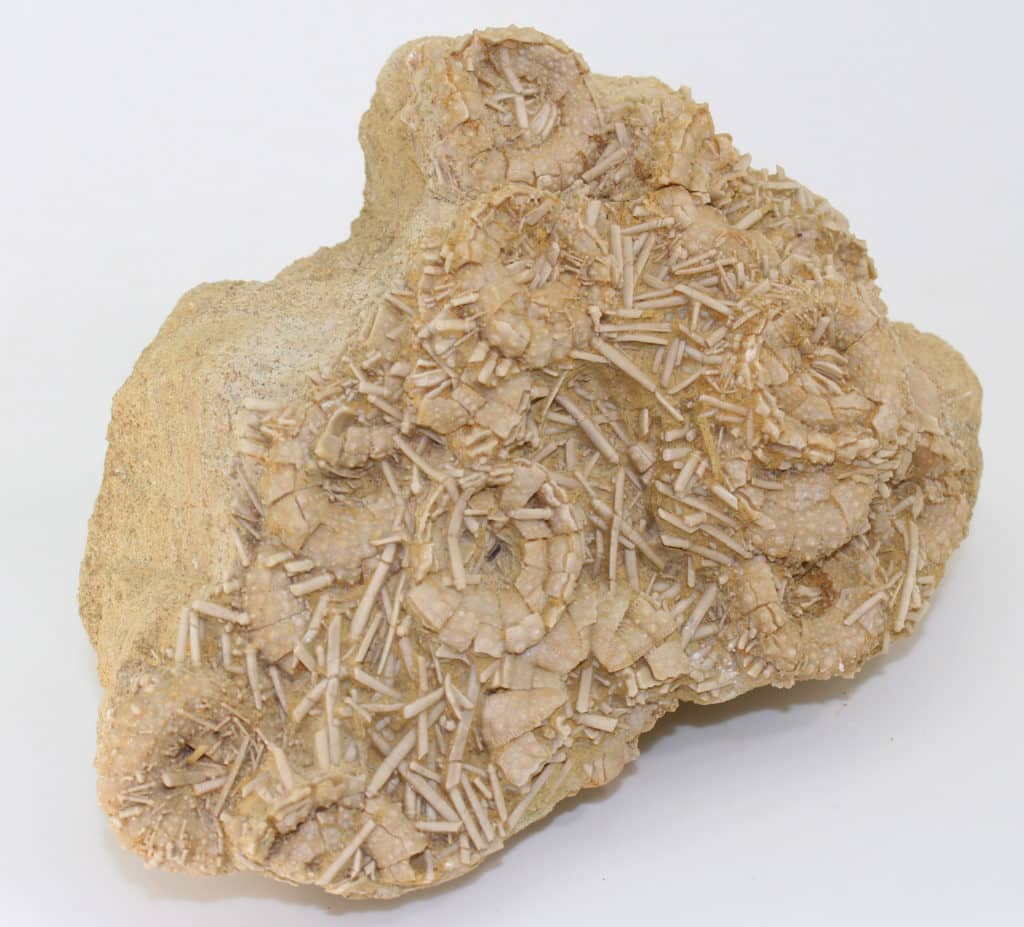 Phymosoma raguini (LAMBERT) – Fossilien Philipp Krüger