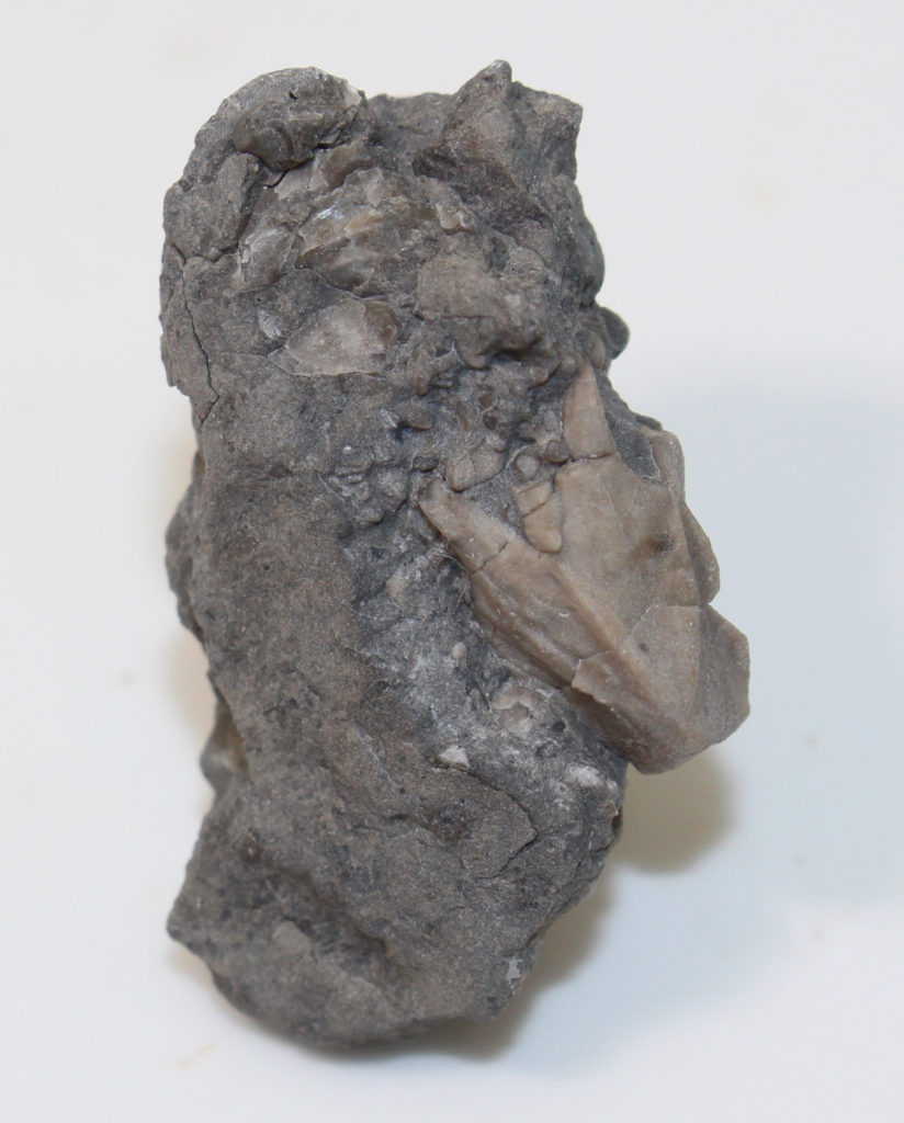 Stephanocrinus angulatus (CONRAD) – Fossilien Philipp Krüger