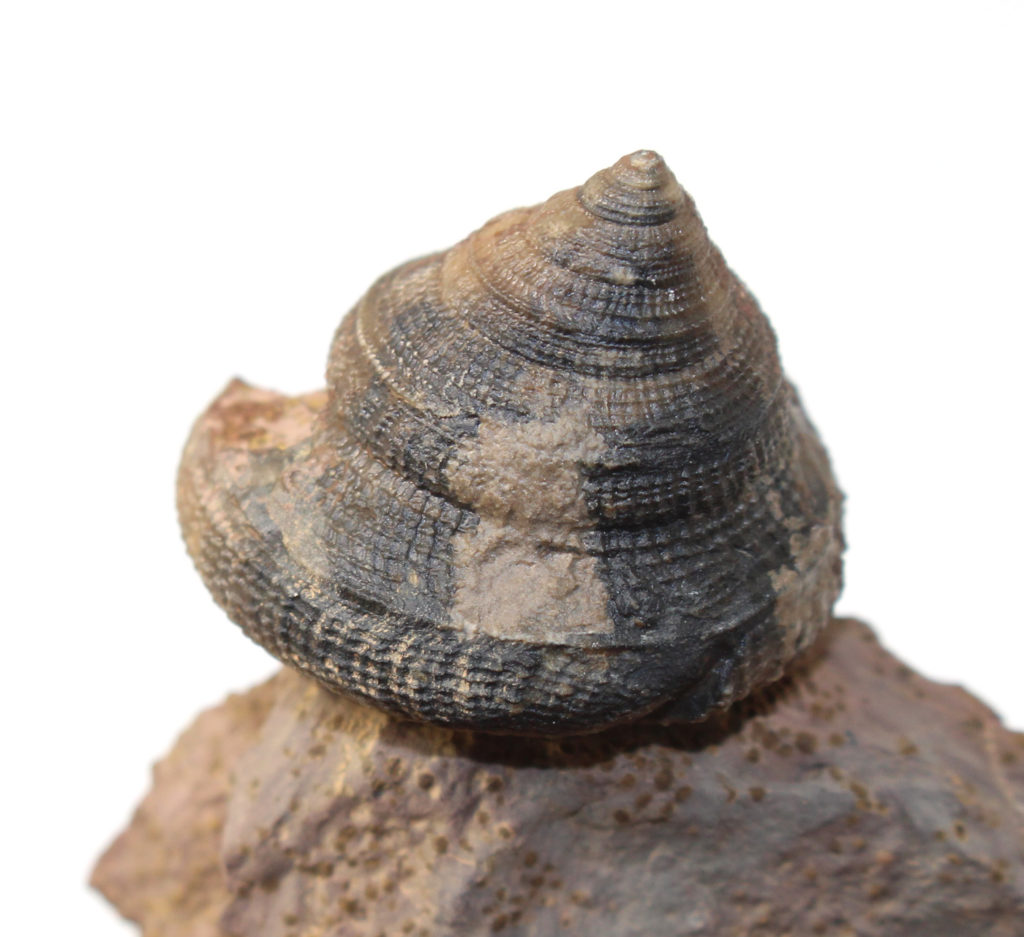 Bathrotomaria subornata (von MUENSTER) – Fossilien Philipp Krüger