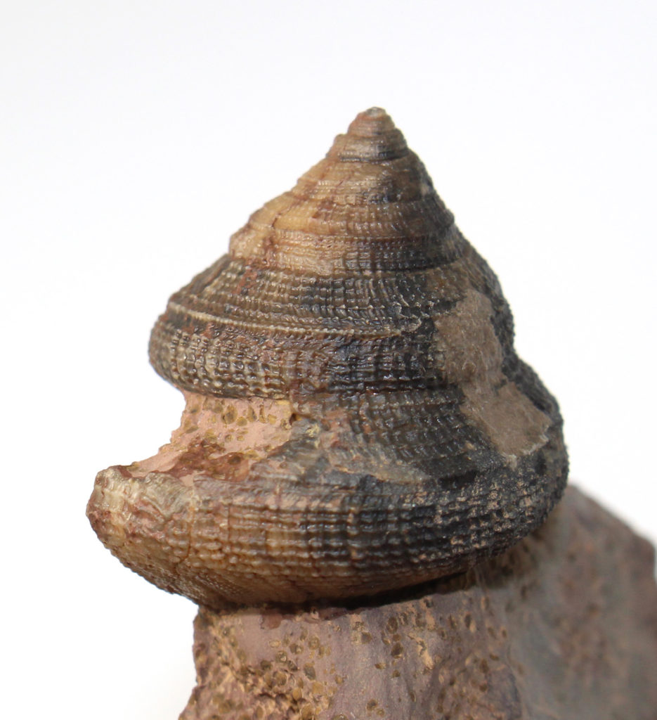 Bathrotomaria subornata (von MUENSTER) – Fossilien Philipp Krüger